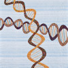 Double Helix II – Genome Quilts